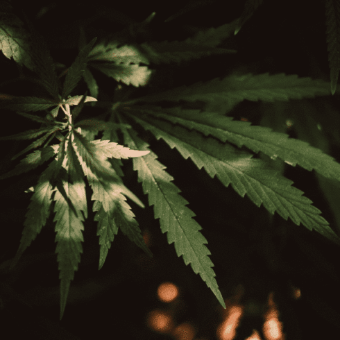 The Difference Between HHC and HHCP - The Hemp Doctor