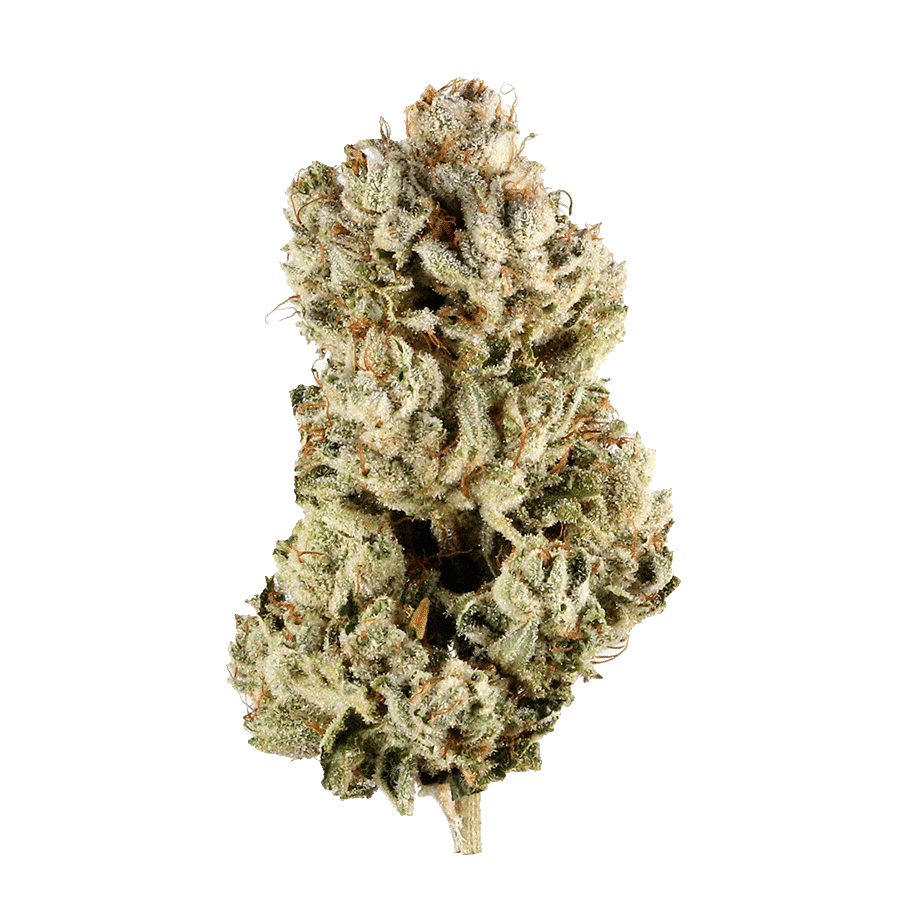 Premium THCA Big Bud Flower - The Hemp Doctor